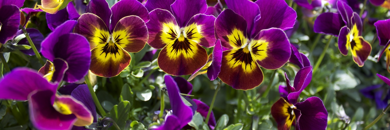 Fiori Di Campo Arte Fiorai Favignana 91023 by overplace