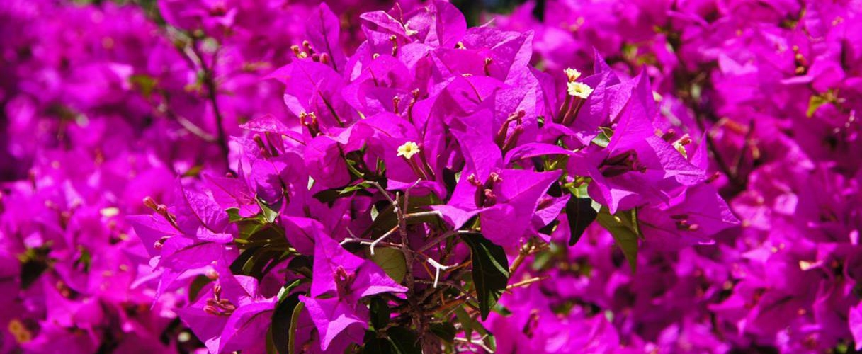 Staff Fiori Srl Fiorai e piante ingrosso Sanremo 18038 by overplace